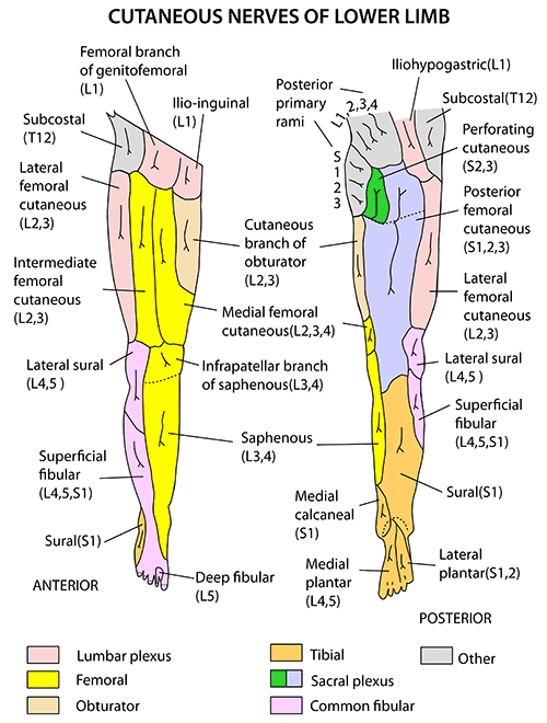 Instant Anatomy Lower Limb Nerves Cutaneous Supply General Instant Anatomy Lower Limb Nerves Cutaneous Supply General