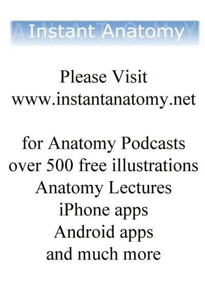 Female Pelvic Anatomy – GYN 101