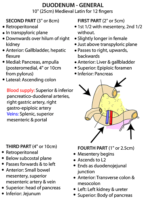 Instant Anatomy - Abdomen - Areas/Organs - Bowel - Duodenum General ...