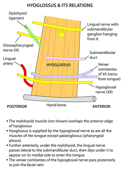 Instant Anatomy - Head and Neck - Areas/Organs - Hyoglossus and its ...