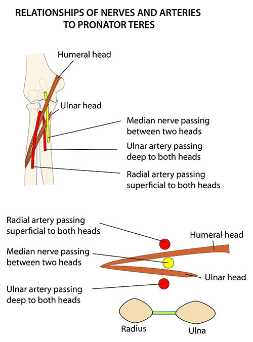 Instant Anatomy - Upper Limb - Muscles - Pronator teres