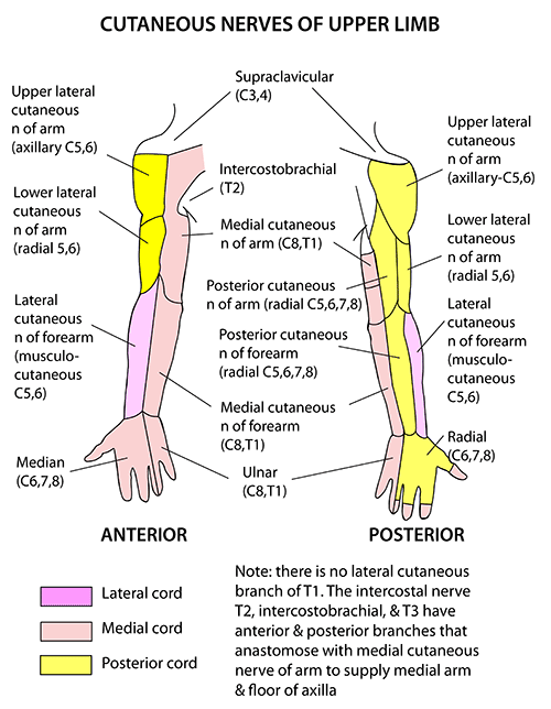 Instant Anatomy Upper Limb Nerves Skin Cutaneous Supply Instant Anatomy Upper Limb Nerves Skin Cutaneous Supply