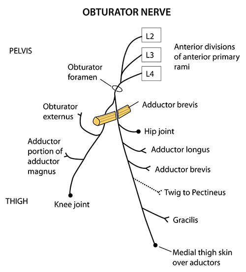 Obturator Nerve
