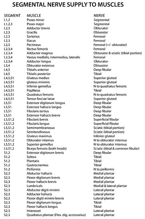 Instant Anatomy - Lower Limb - Nerves - Segmental muscle supply