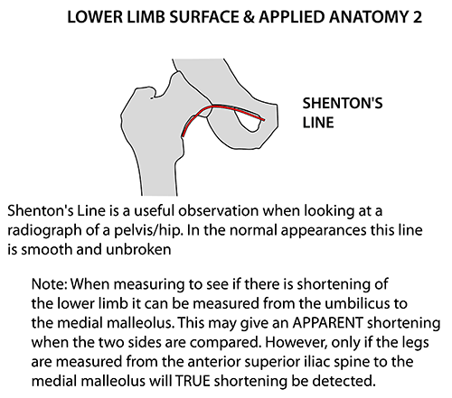 Instant Anatomy - Lower Limb - Surface - Orthopaedic