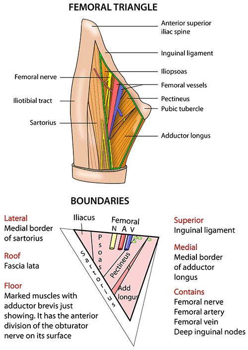 Instant Anatomy Lower Limb Areas Organs Thigh Femoral Triangle