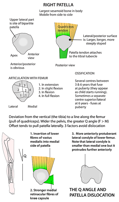 Instant Anatomy Lower Limb Joints Knee Patella Instant Anatomy Lower Limb Joints Knee Patella