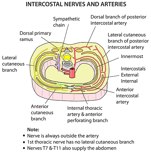 Instant Anatomy - Thorax - Nerves - Segmental supply
