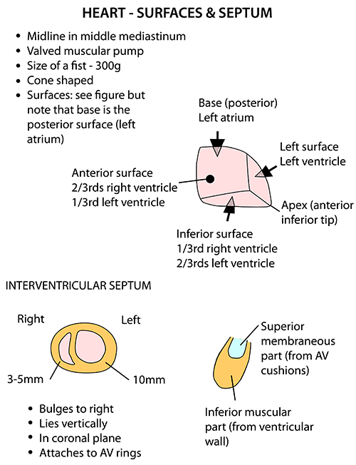 Instant Anatomy - Thorax - Areas/Organs - Heart - Surfaces
