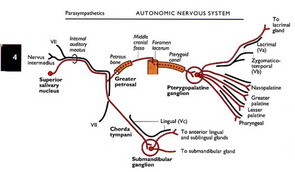 Instant Anatomy - The Book